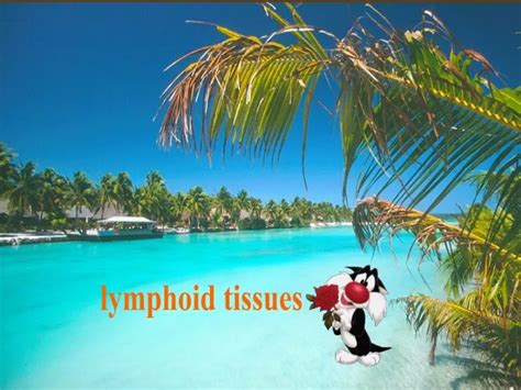 Ppt Overview Of Lymphoid Tissues And Their Functions Powerpoint