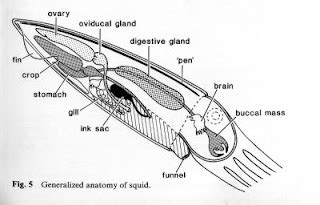 Marine Bio Squid