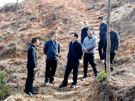 现场调研！刘章宏对松材线虫疫木除治等林业重点工作提出要求 兴国县人民政府