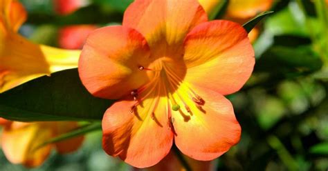 Feast Of Activities For Rhododendron Devotees Illawarra Mercury