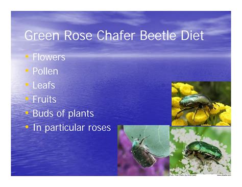 Steven Green Rose Chafer Beetle Stevens Files Pdf