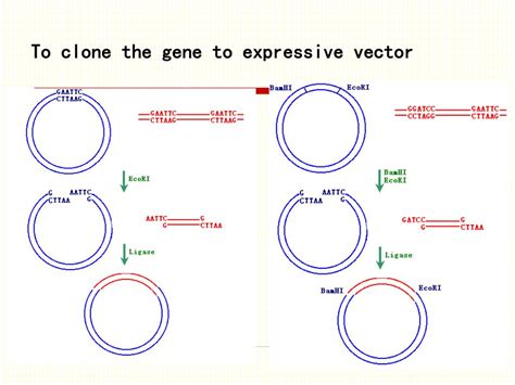 Ppt Basic Strategy Of Gene Function Analysis Powerpoint Presentation