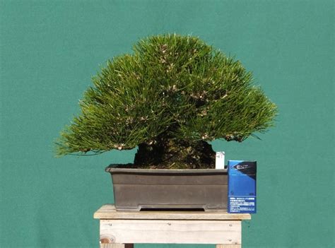 新品 黒松盆栽 三河黒松貴風サイズ太幹 41 の落札情報詳細 Yahoo オークション落札価格検索 オークフリー