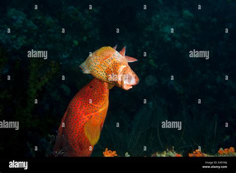 Coral Trout Leopard Coral Grouper Plectropomus Leopardus Mating