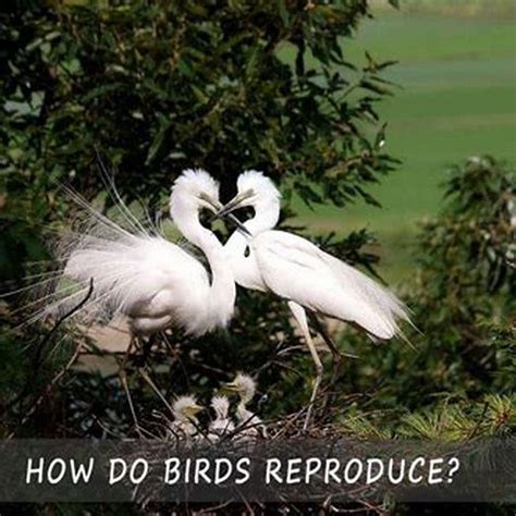 How Do Birds Perform Sex Diy Seattle