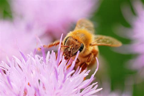 Usda Hopes To Expand Honey Bee Habitats In Wisconsin Wpr