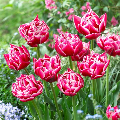 Buy Premium Quality Tulip Columbus 10 12cm From Dutch Bulbs