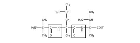 Draw The Structure Of Each Of The Following Tripeptides A Quizlet