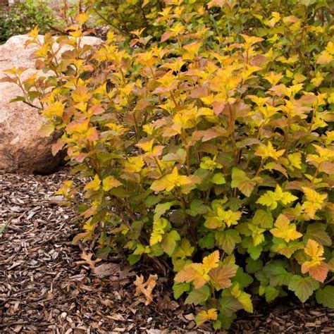 Physocarpus Opulifolius ‘jefam First Editions® Amber Jubilee