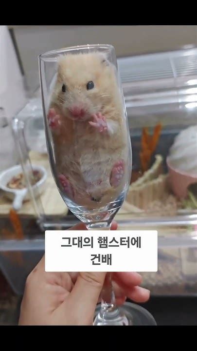 충격 이상한곳에 들어가는 햄스터들 햄스터 귀여움 돌발행동 Youtube