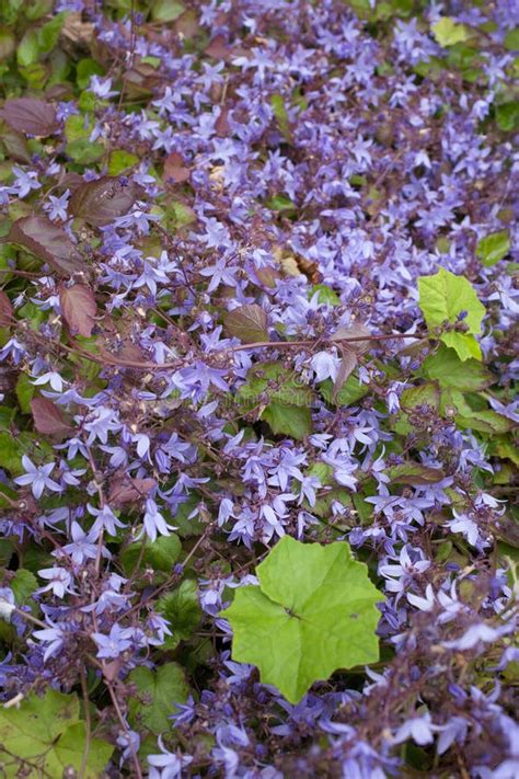 A Trailing Bellflower Growing In A Garden In The Uk Stock Image Image