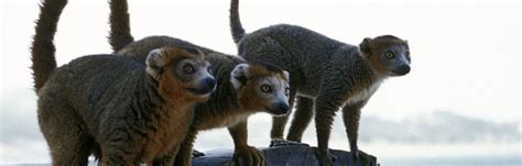 Lemur Predators
