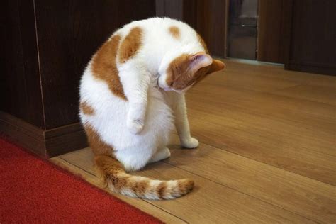 丁寧に手入れされた11匹の猫ちゃんがお出迎え。ねこカフェ「猫鳴館」。 Things（シングス）｜新潟のローカルなwebマガジン