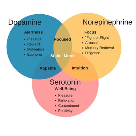 Serotonin Norepinephrine Dopamine Venn Diagram Pin On Tatuaj