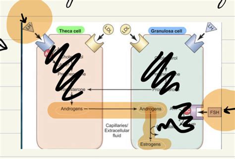 Menstrual Cycle Flashcards Quizlet