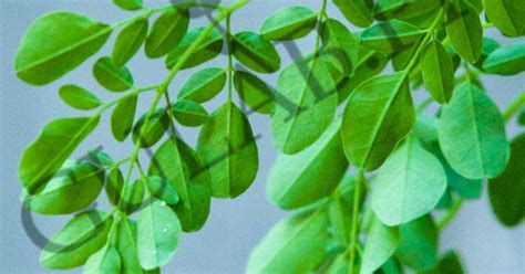 Moringa Oleifera The Miracle Tree With Health Benefits