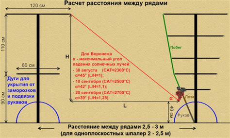 На каком расстоянии сажать виноград друг от друга
