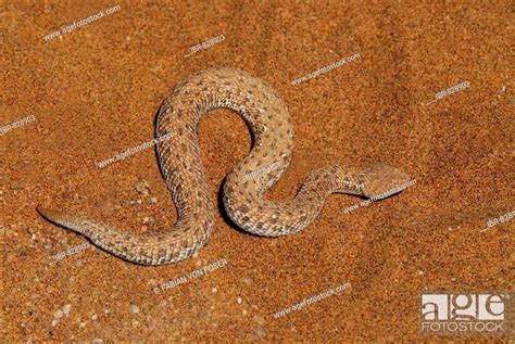 Sidewinding Adder Dwarf Puff Adder Bitis Peringueyi Namib Desert