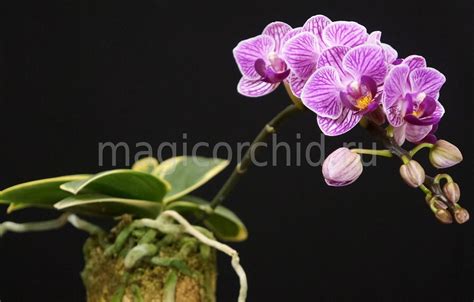 Фаленопсис Сого Вивьен вариегатный купить в Москве - MAGICORCHID