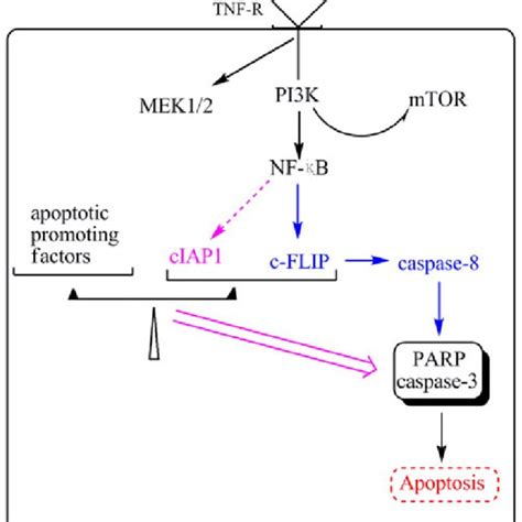 Schematic Diagram Of Tnf Induced Apoptotic Signals In Human Oa