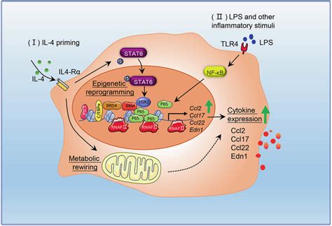 Il 4 Exposure Triggers An Enhanced Inflammatory Response In