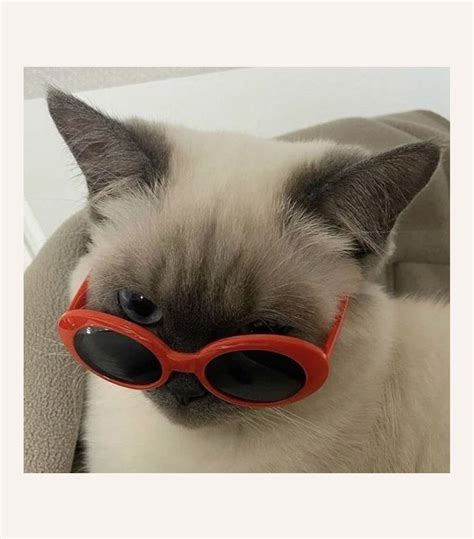 перерисовка арт кот очки Gentlecat смешные картинки и другие приколы комиксы гиф