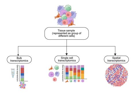 Spatial Transcriptomics Could Unlock New Treatments For Alzheimers