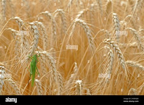 Grasshopper Wheat Field Plague Grasshoppers Wheat Fields Plagues