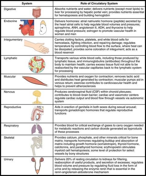 Body Systems Definition List Of Body Systems And Functions