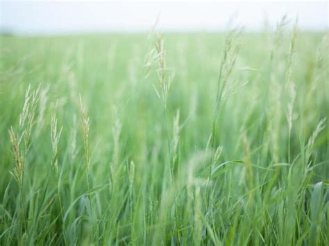 Saving Our Grasslands Why They Matter Why We Are Losing Them And How We Can Save Them Blog