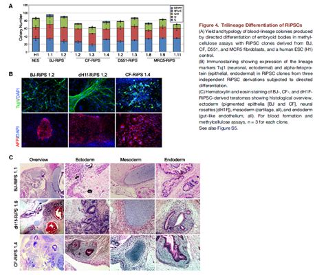 Be115s Tissue Engineering Blog Highly Efficient Reprogramming To