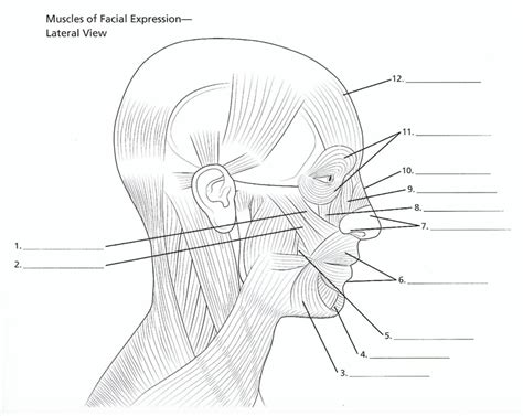 Muscles Of Facial Expression Lateral View Pt II Diagram Quizlet
