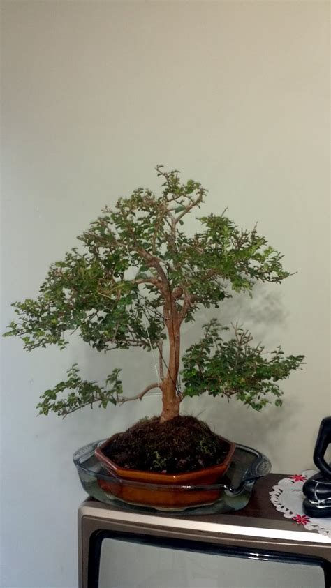 Bonsais Alejandro Manno Bonsai De Arrayan