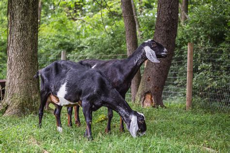 About — Barking Goat Farm