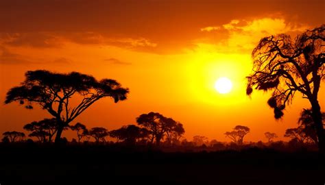 General Characteristics Of The Savanna Biome Sciencing