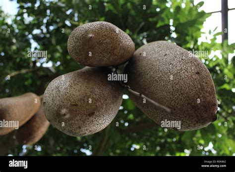 The Sausage Tree Cucumber Tree Kigeli Keia Beautiful Stunning