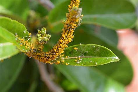 How To Identify And Control Aphids