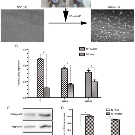 Gating Strategy Used For Flow Cytometry Of Splenocytes Splenocytes