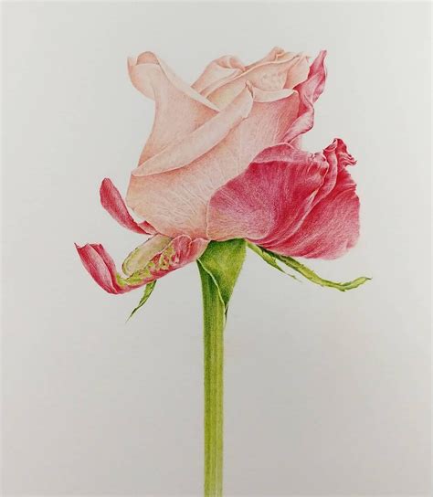 보태니컬아트 클래스 스페이스림 Botanical Art Class Space Lim Artwork Raraplusdesign