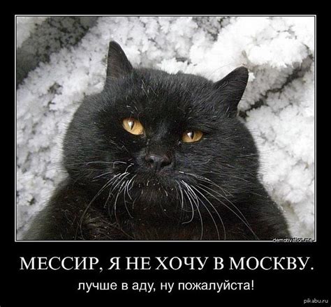 Кот Бегемот | Пикабу