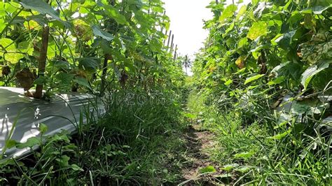 Cucumber Plant Or Cucumis Sativus Native From Java With Yellow Flowers