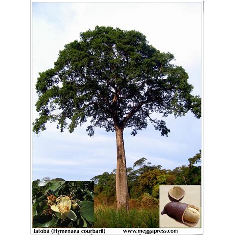 Jatobá Hymenaea Courbaril