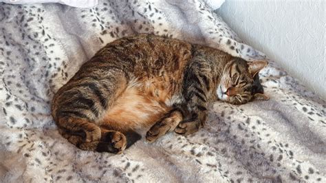 Why Do Cats Curl Their Paws Vet Verified Reasons Facts And Faq Catster