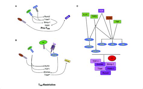 extracellular factors regulate multiple signals in cd8 t cells to