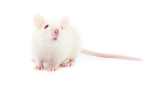 Biocytogen And Acepodia Join Forces To Advance Bispecific Antibody And