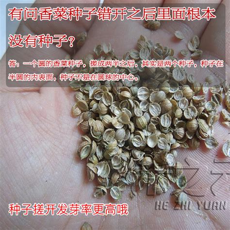 大叶香菜种籽秋冬菜种子四季室内阳台种菜农家芫茜小香葱蔬菜种孑虎窝淘
