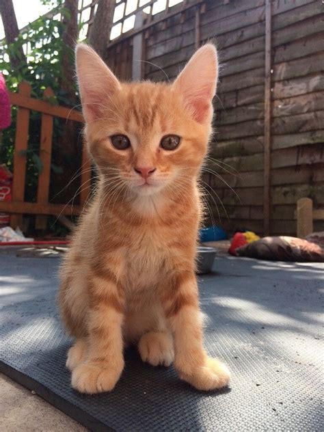 Ginger Kitten For Sale In Dartford Kent Gumtree