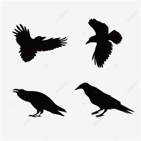 Conjunto De Siluetas De Cuervo Vector PNG Dibujos Establecer Multitud