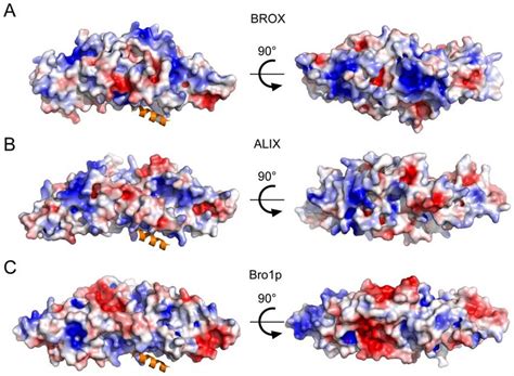 Electrostatic Surface Representations Of The Bro1 Domains From Brox