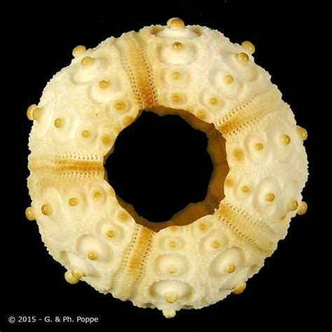 Plococidaris Verticillata Echinology